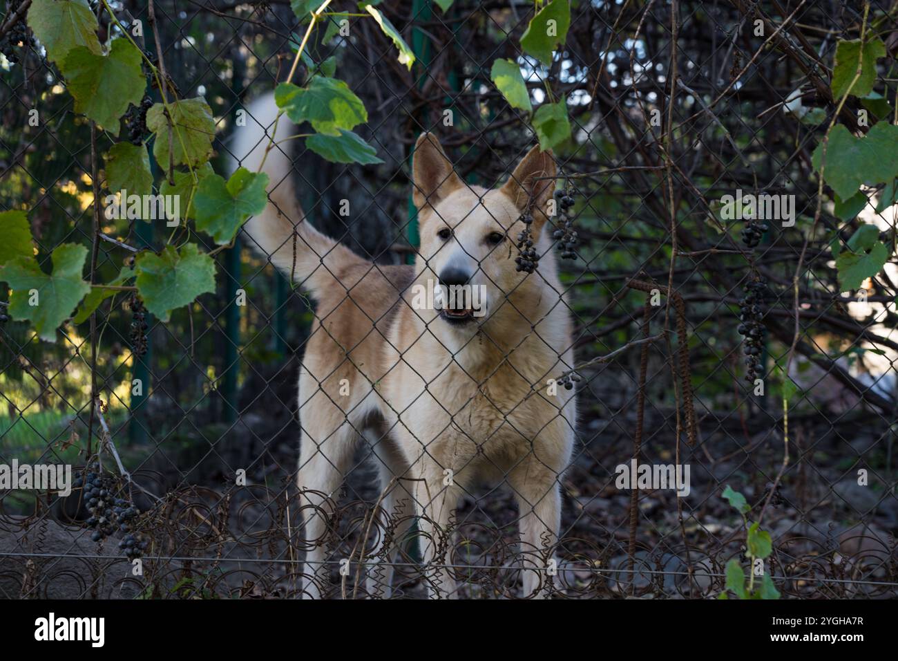 The guard dog behind the fence is barking. An angry dog is guarding ...