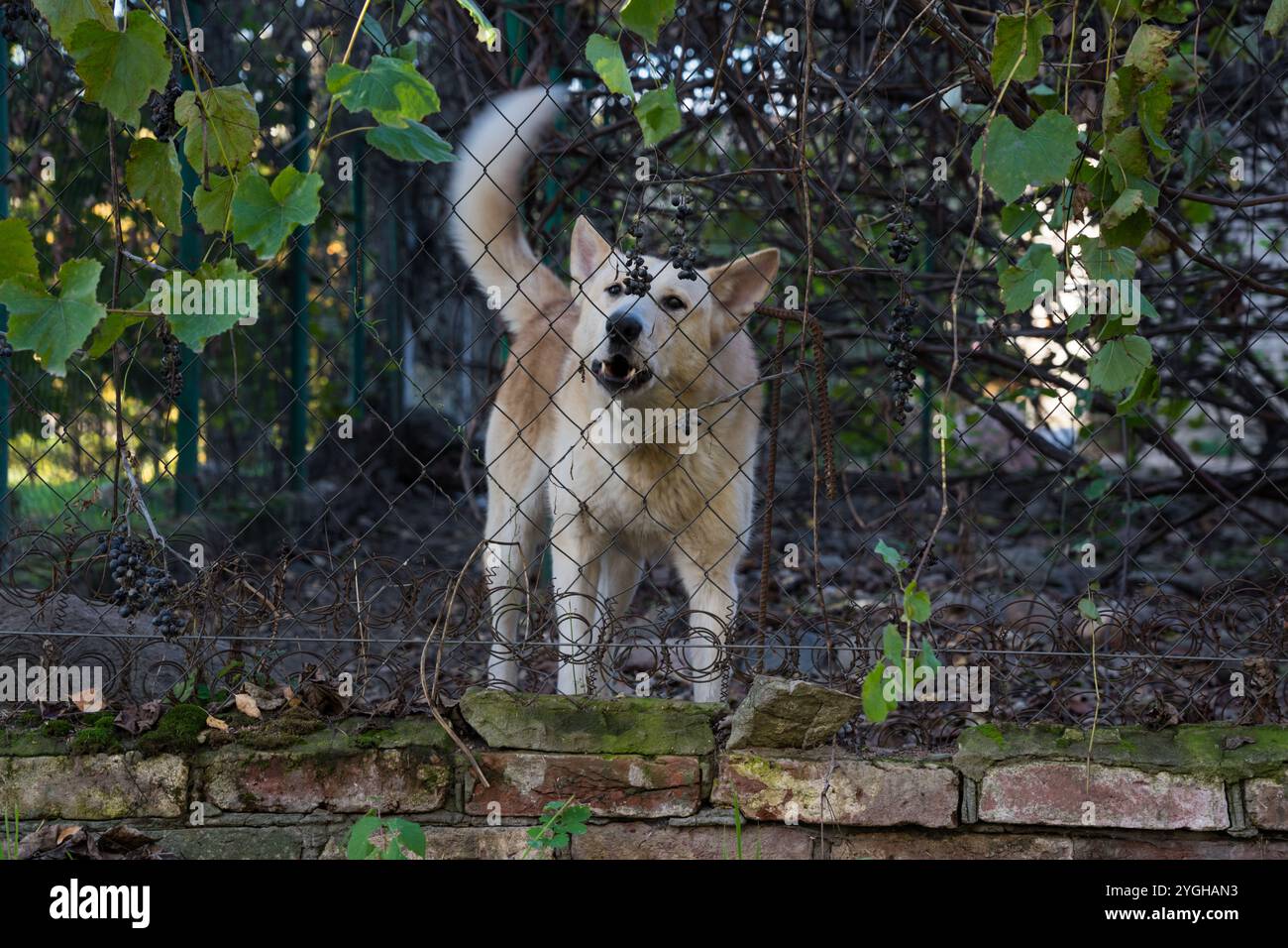 The guard dog behind the fence is barking. An angry dog is guarding ...