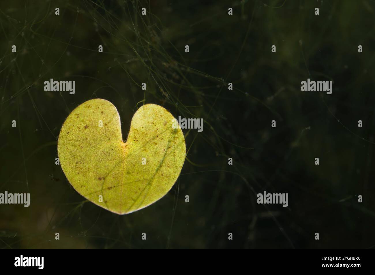 Yellow leaf floating hi-res stock photography and images - Alamy