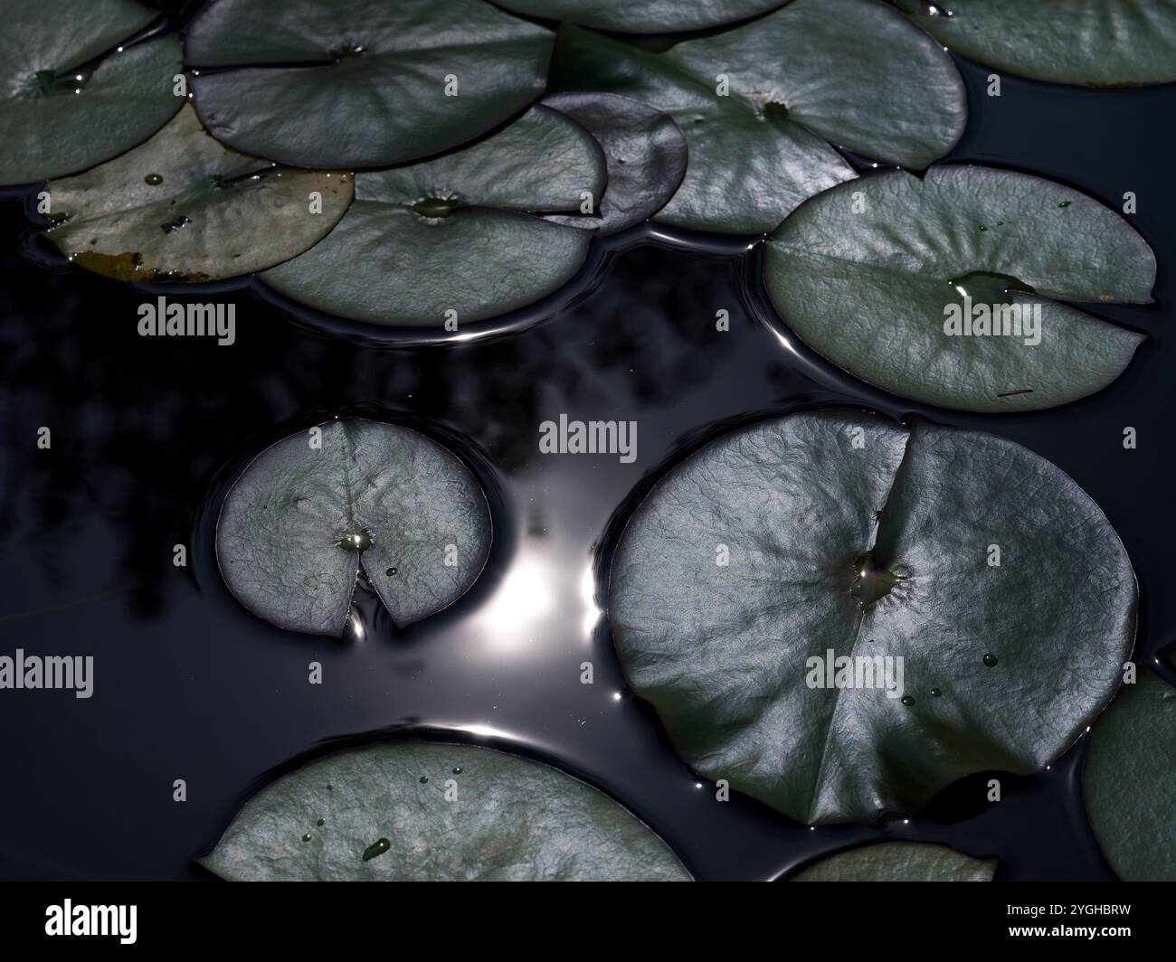 Top view water lilies lake hi-res stock photography and images - Alamy