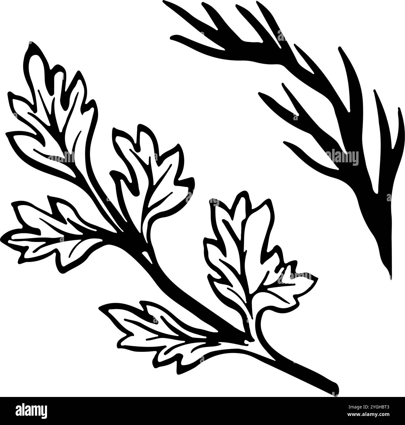 Fennel and parsley Black and White Stock Photos & Images - Alamy