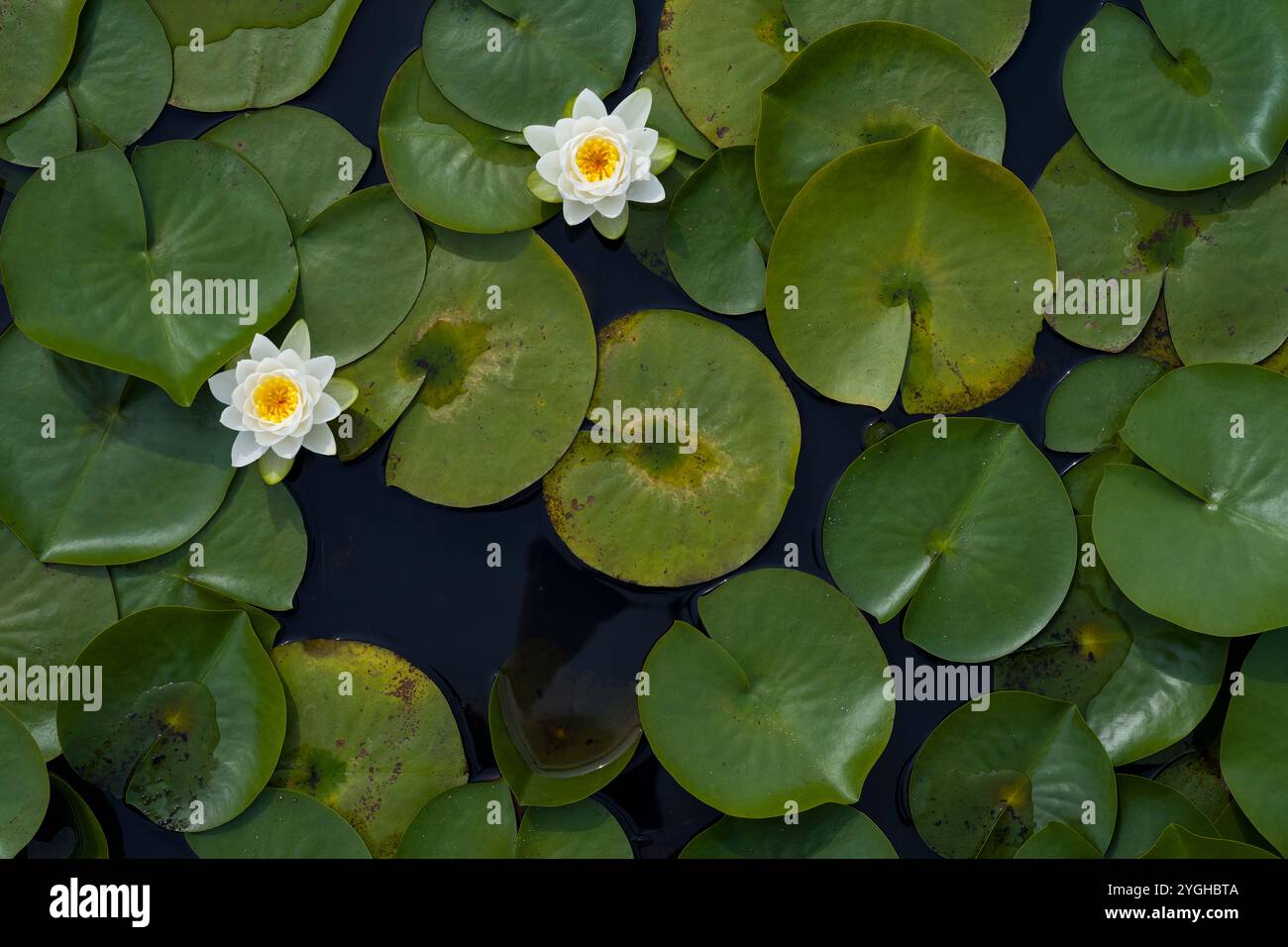Water lilies, white flowers and floating leaves, Germany Stock Photo ...