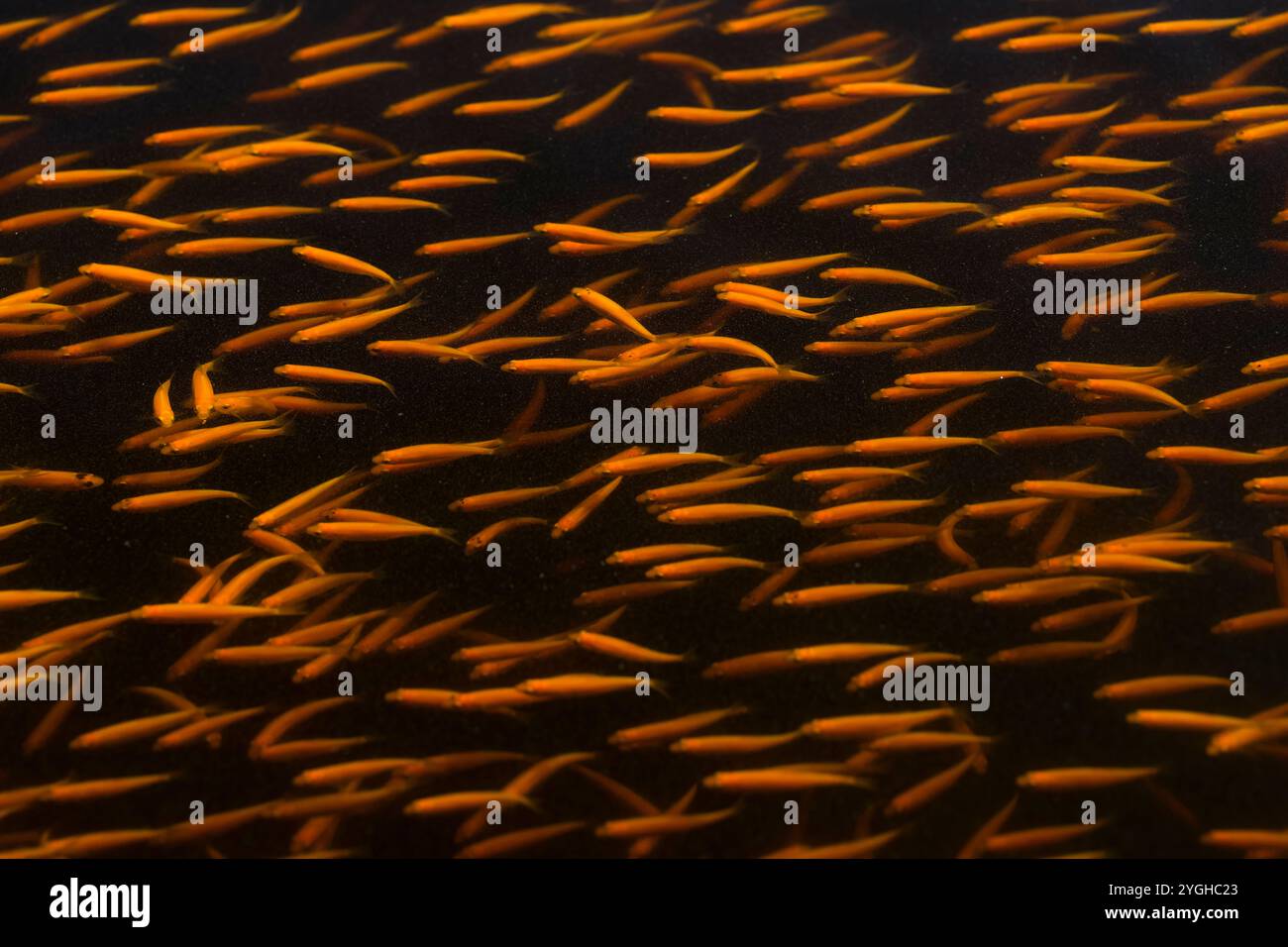 Ide orfe fish hi-res stock photography and images - Alamy