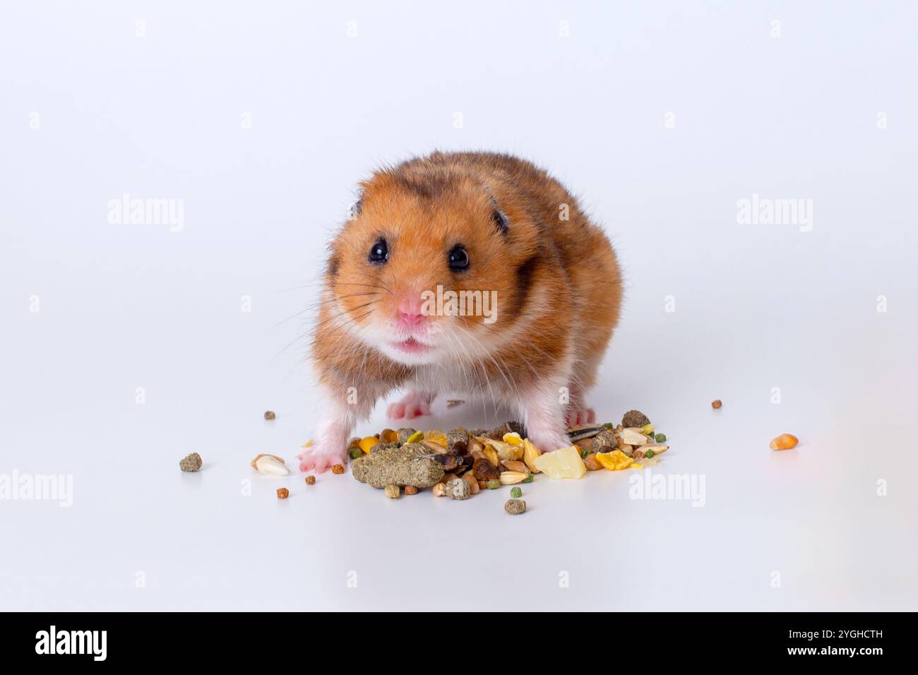 Cute hamster eating colorful mixed food on white background Stock Photo ...