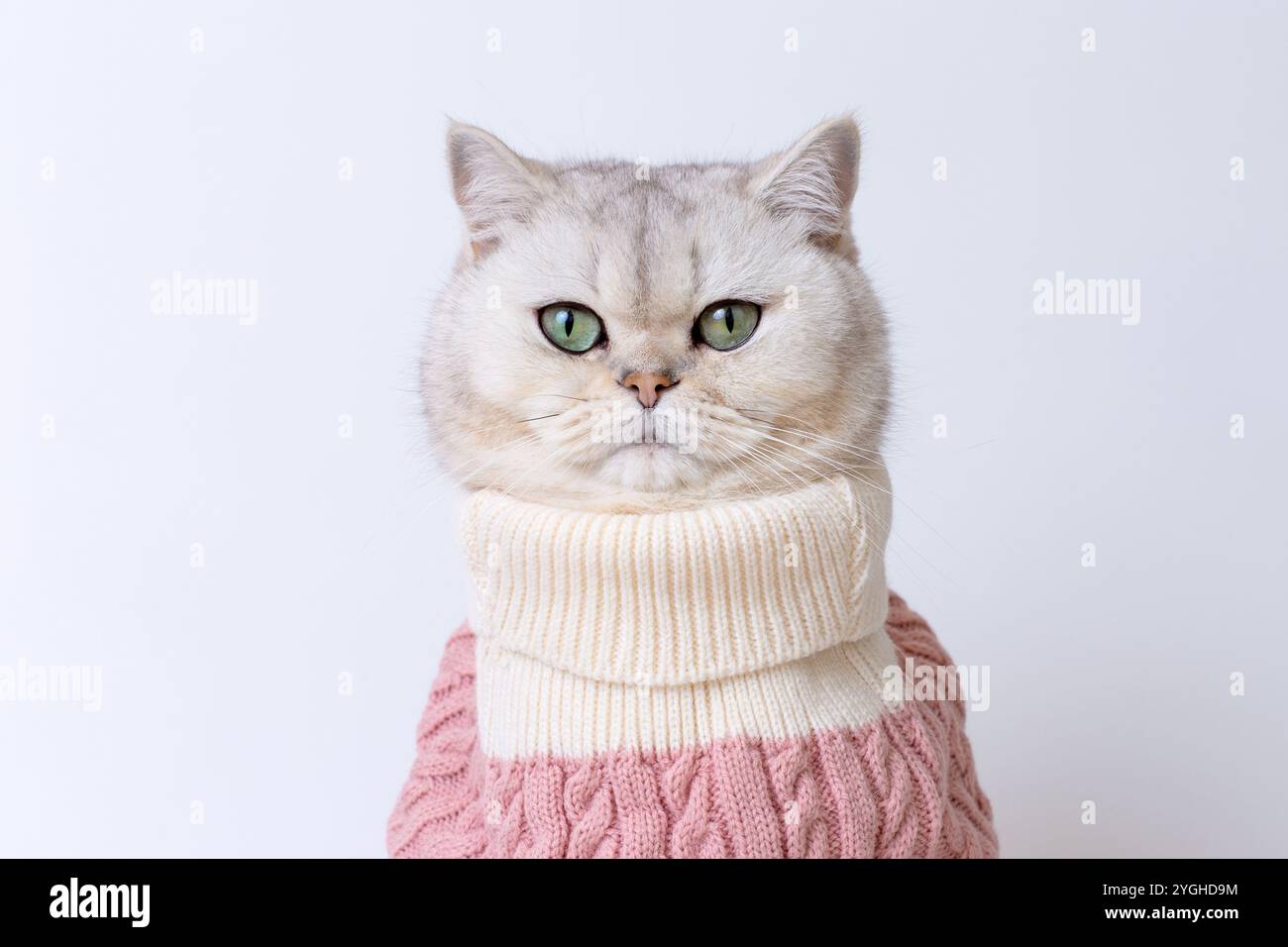 Cozycat hi-res stock photography and images - Alamy