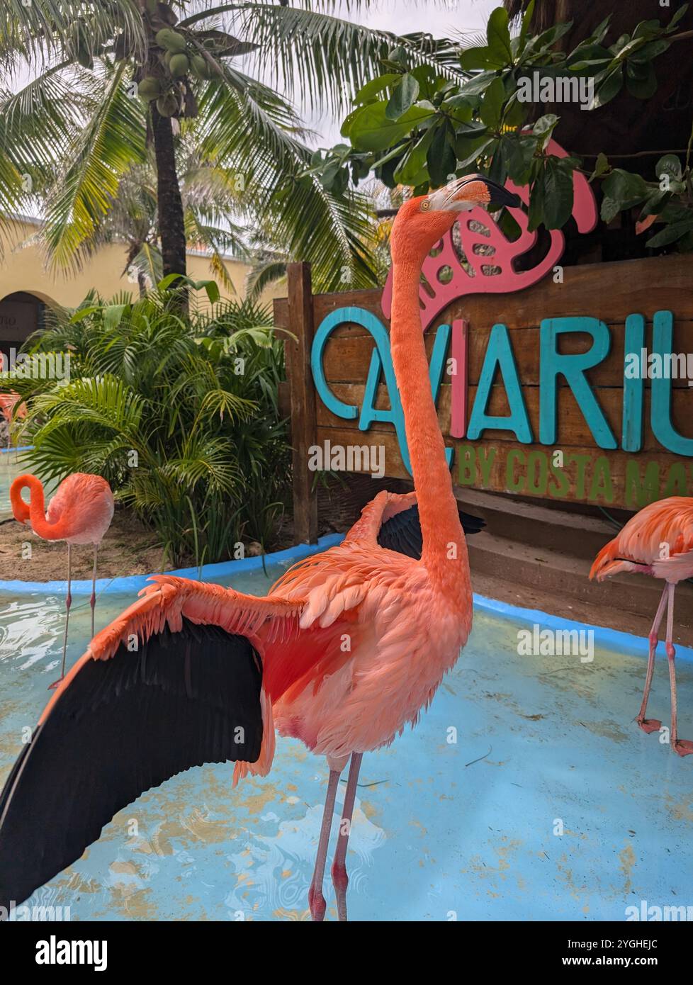 Webbed pink feet hi-res stock photography and images - Alamy