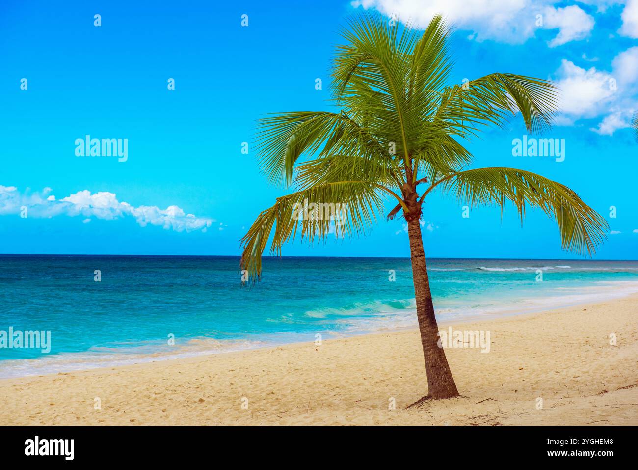 Single palm tree in exotic tropical beach Stock Photo - Alamy