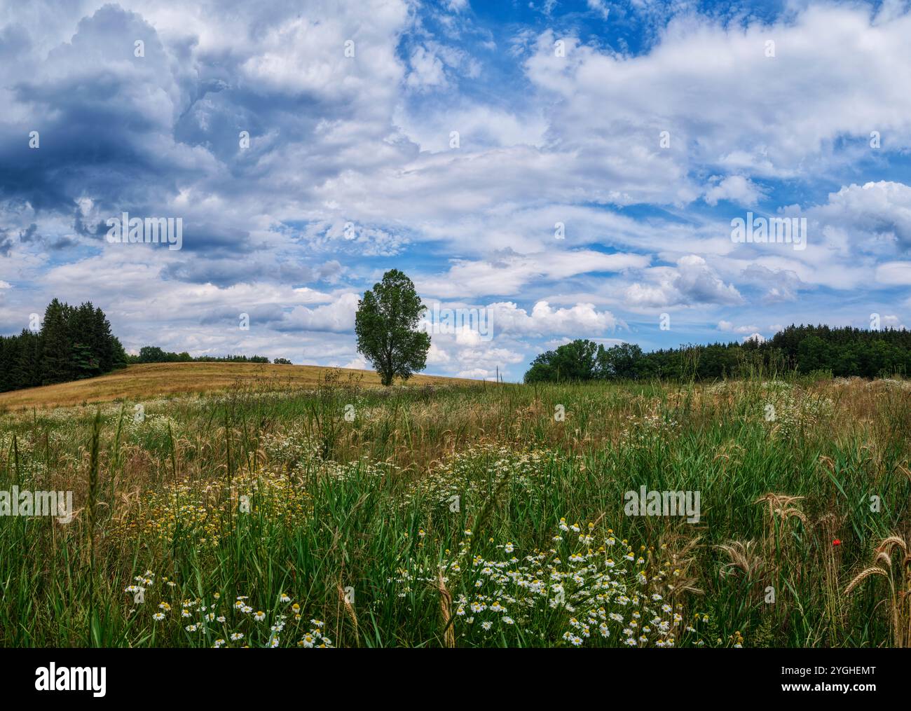 Fallow field between Haberskirch and Taiting near the BAB 8 highway ...