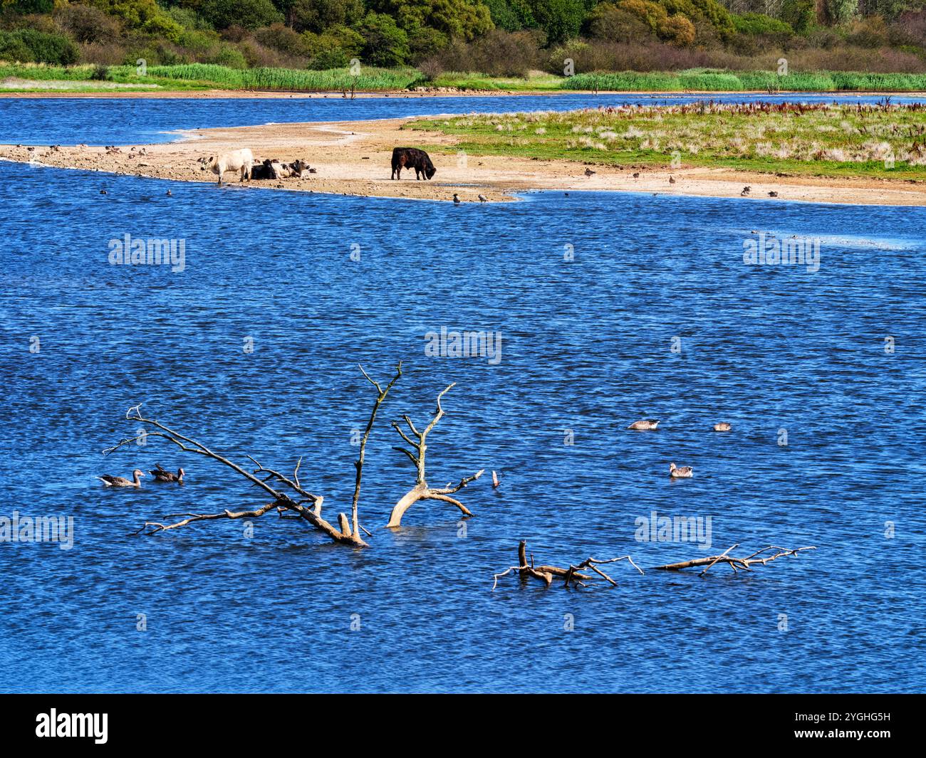 In the Geltinger Birk on the edge of Geltinger Bay Stock Photo - Alamy