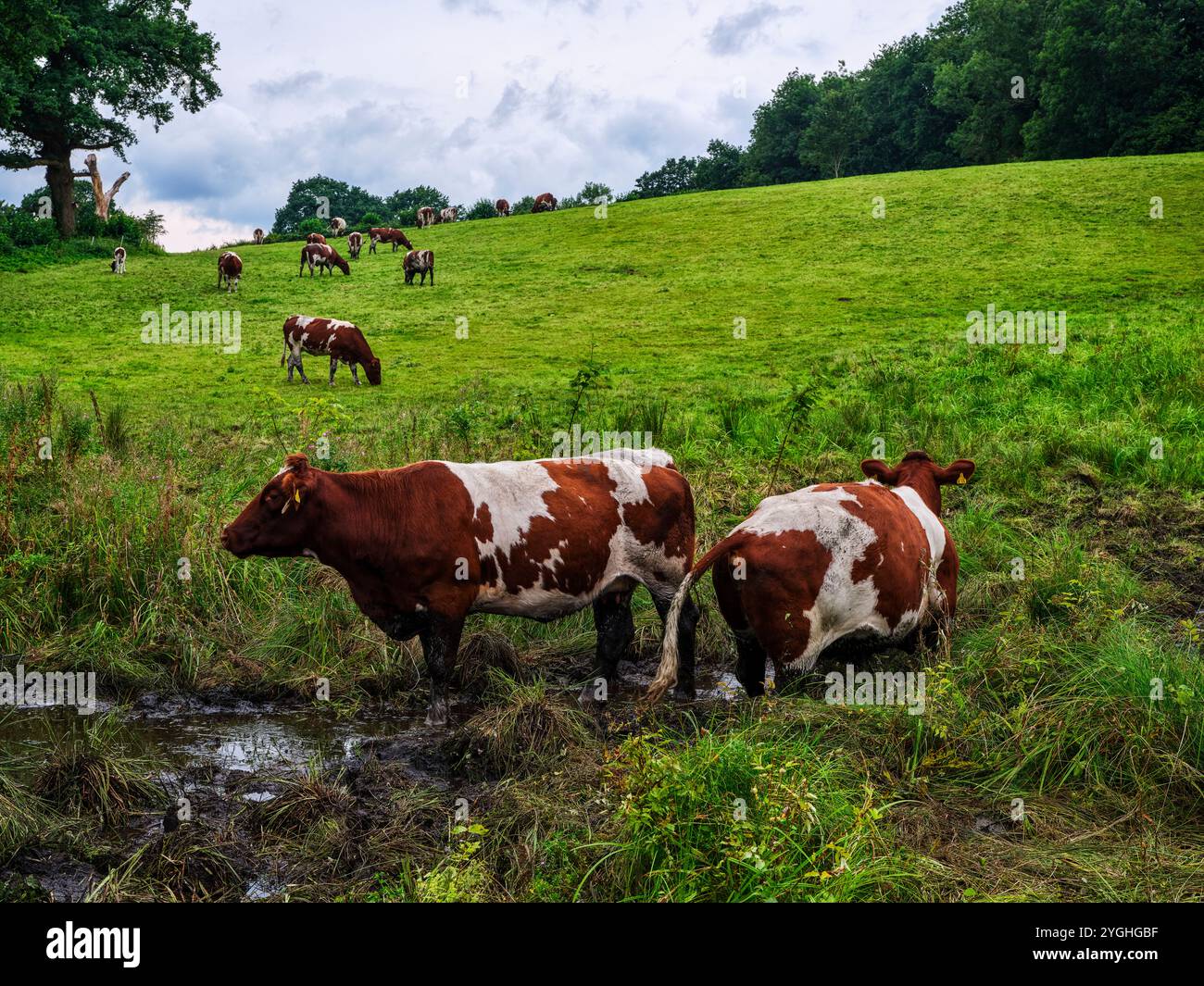 Tour of the Haitabu Viking Museum on the River Schlei, cows Stock Photo ...
