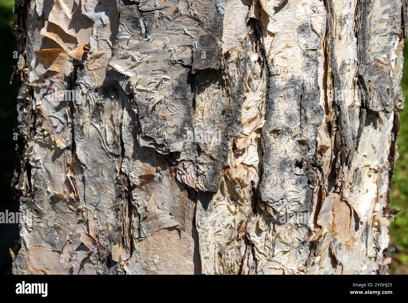 Maritime Pine, Pinus pinaster trunk symbol. Texture made of maritime ...