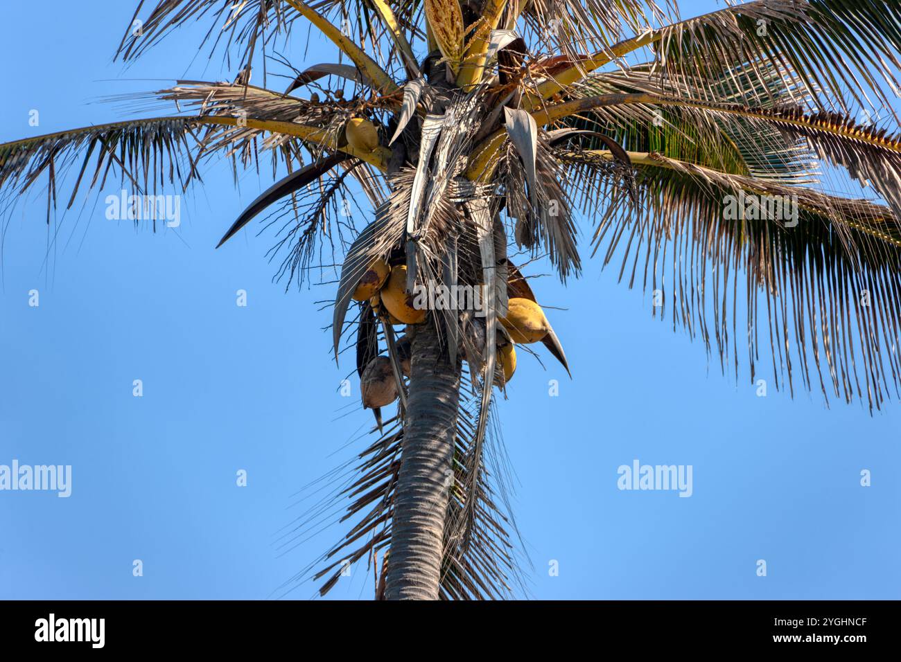 Macapuno coconut tree hi-res stock photography and images - Alamy