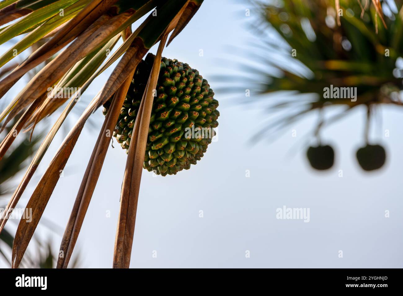 Pandanus utilis a palm-like evergreen tree, the common screwpine Stock ...