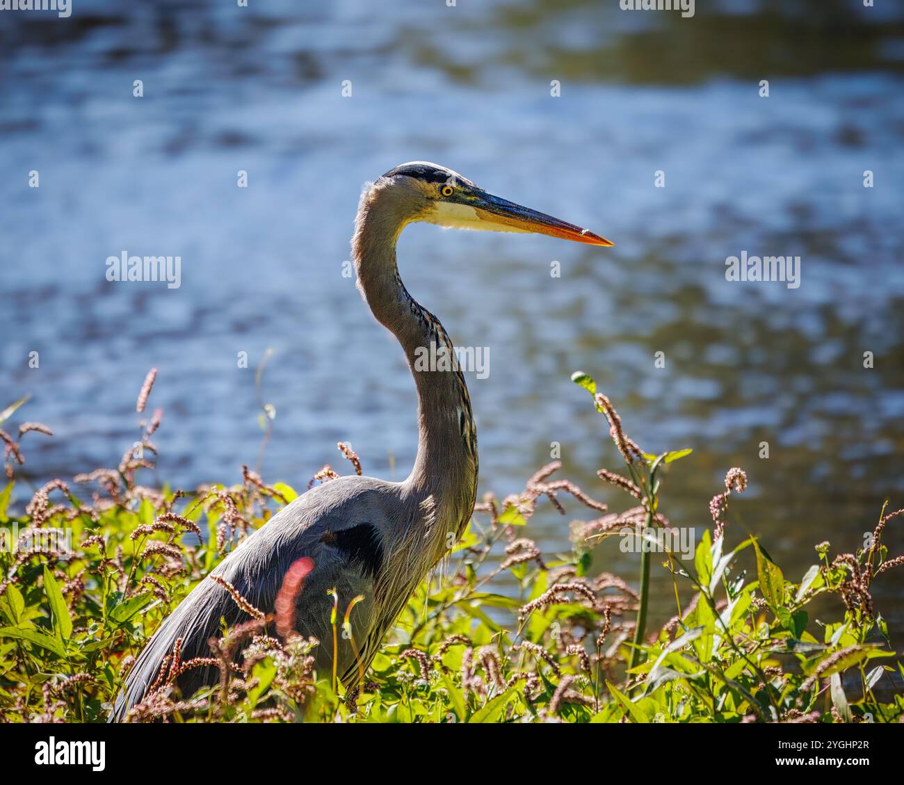 Great blue heron standing near the water Stock Photo - Alamy