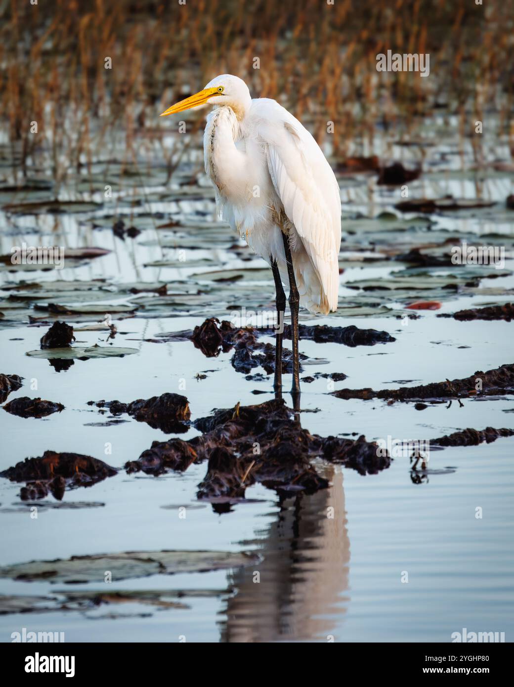 A white bird stands on a muddy shoreline. The bird is a crane. The ...
