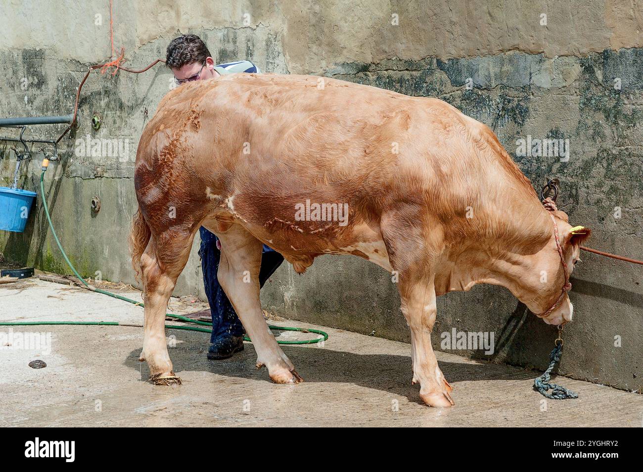 Cattle washing at the Great Yorkshire Show 2005 Stock Photo - Alamy
