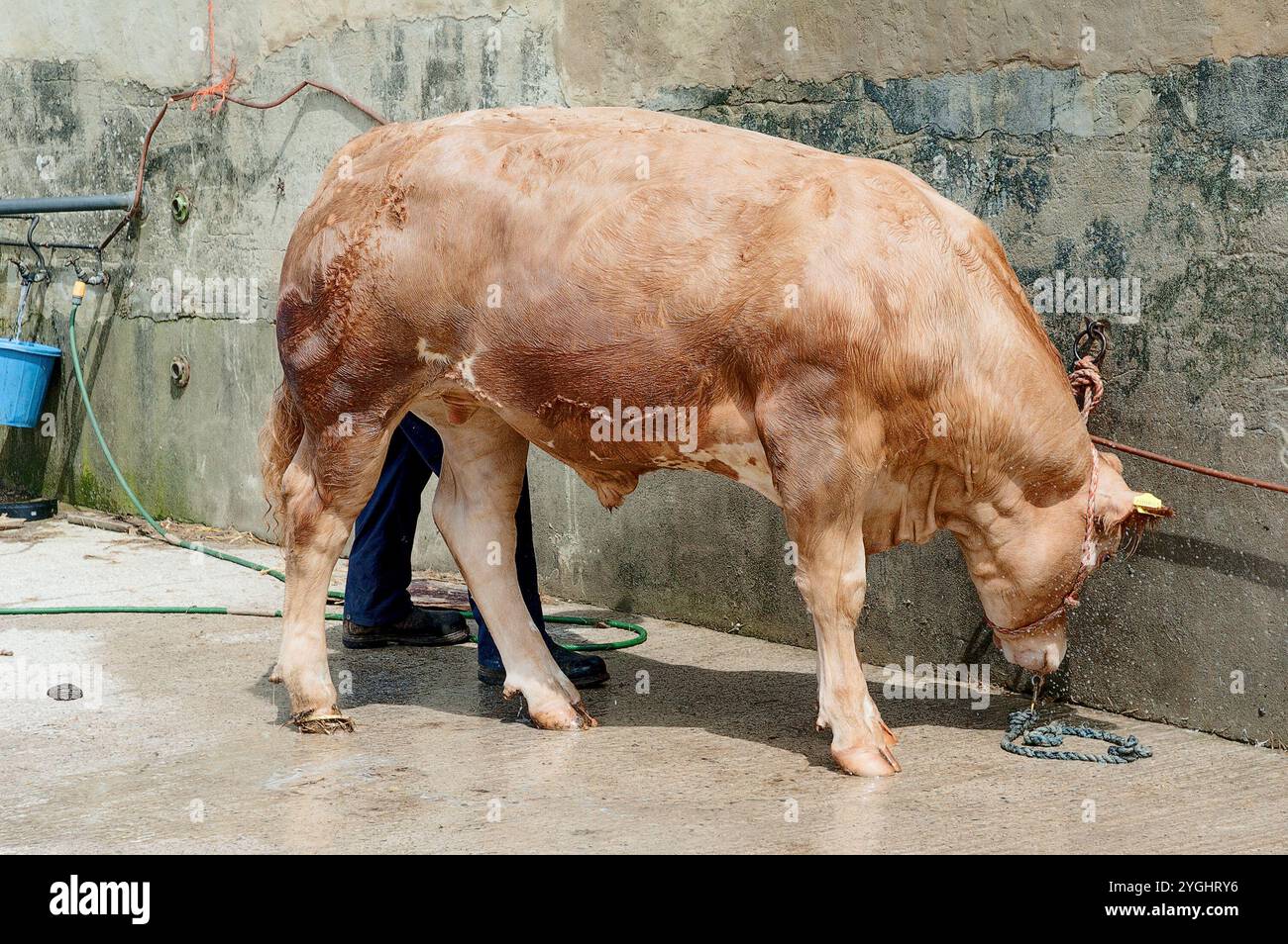 Cattle washing at the Great Yorkshire Show 2005 Stock Photo - Alamy