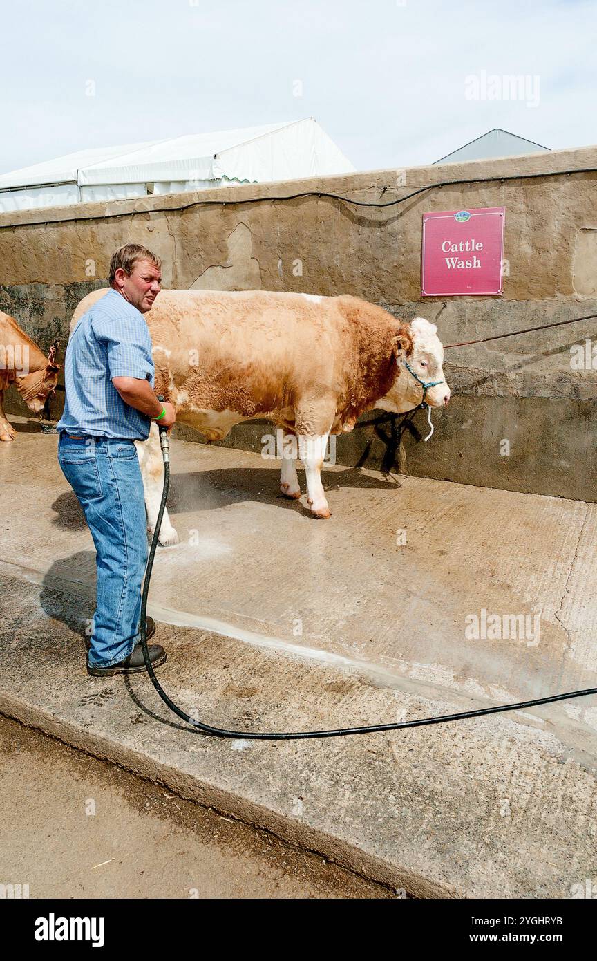 Cattle washing at the Great Yorkshire Show 2005 Stock Photo - Alamy
