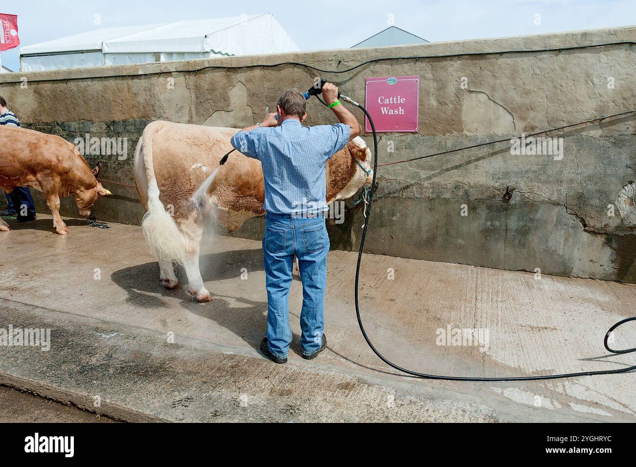 Cattle washing at the Great Yorkshire Show 2005 Stock Photo - Alamy