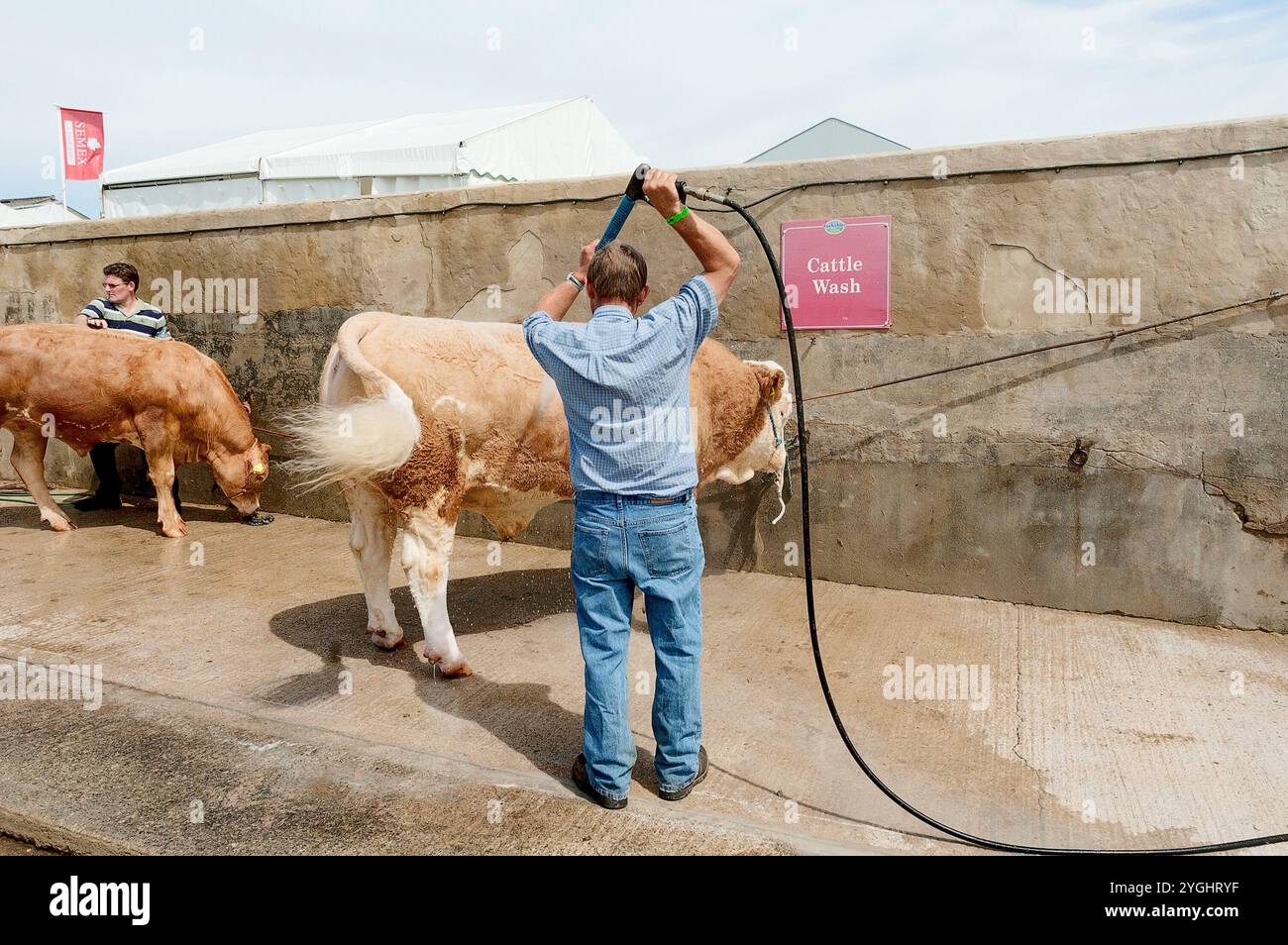 Cattle washing at the Great Yorkshire Show 2005 Stock Photo - Alamy