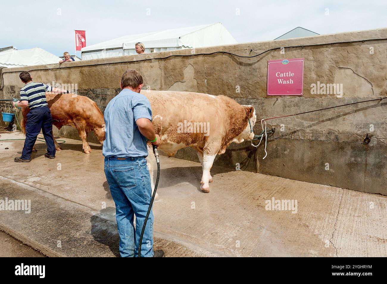 Cattle washing at the Great Yorkshire Show 2005 Stock Photo - Alamy