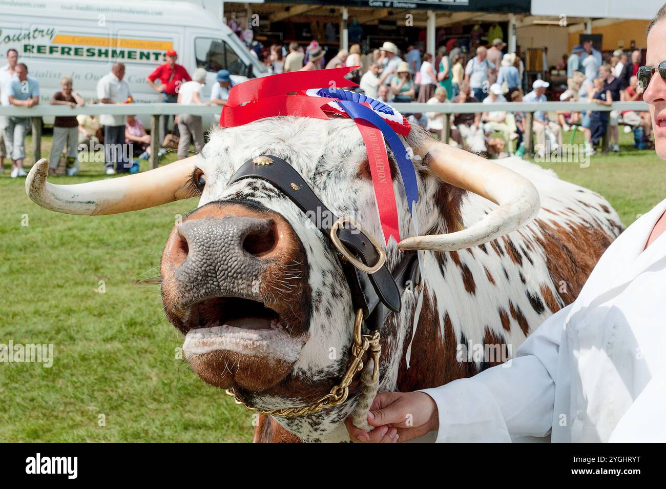 Cattle being led into a show ring at the Great Yorkshire Show 2005 ...