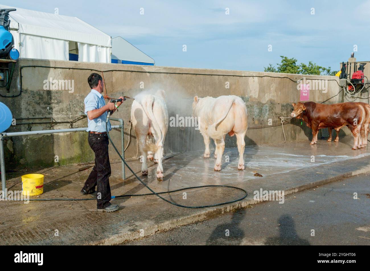 Cattle washing at the Great Yorkshire Show 2005 Stock Photo - Alamy