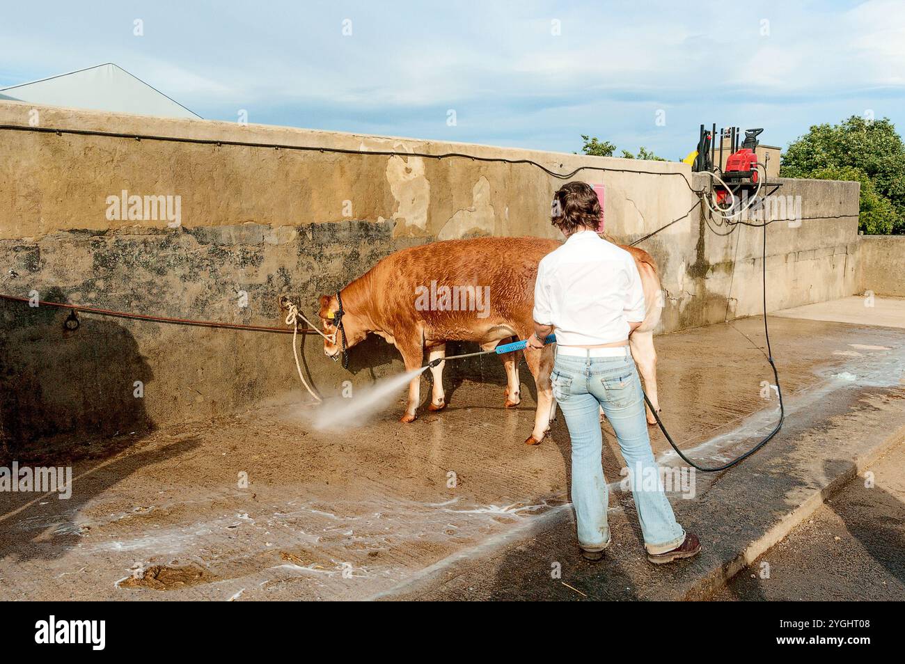 Cattle washing at the Great Yorkshire Show 2005 Stock Photo - Alamy