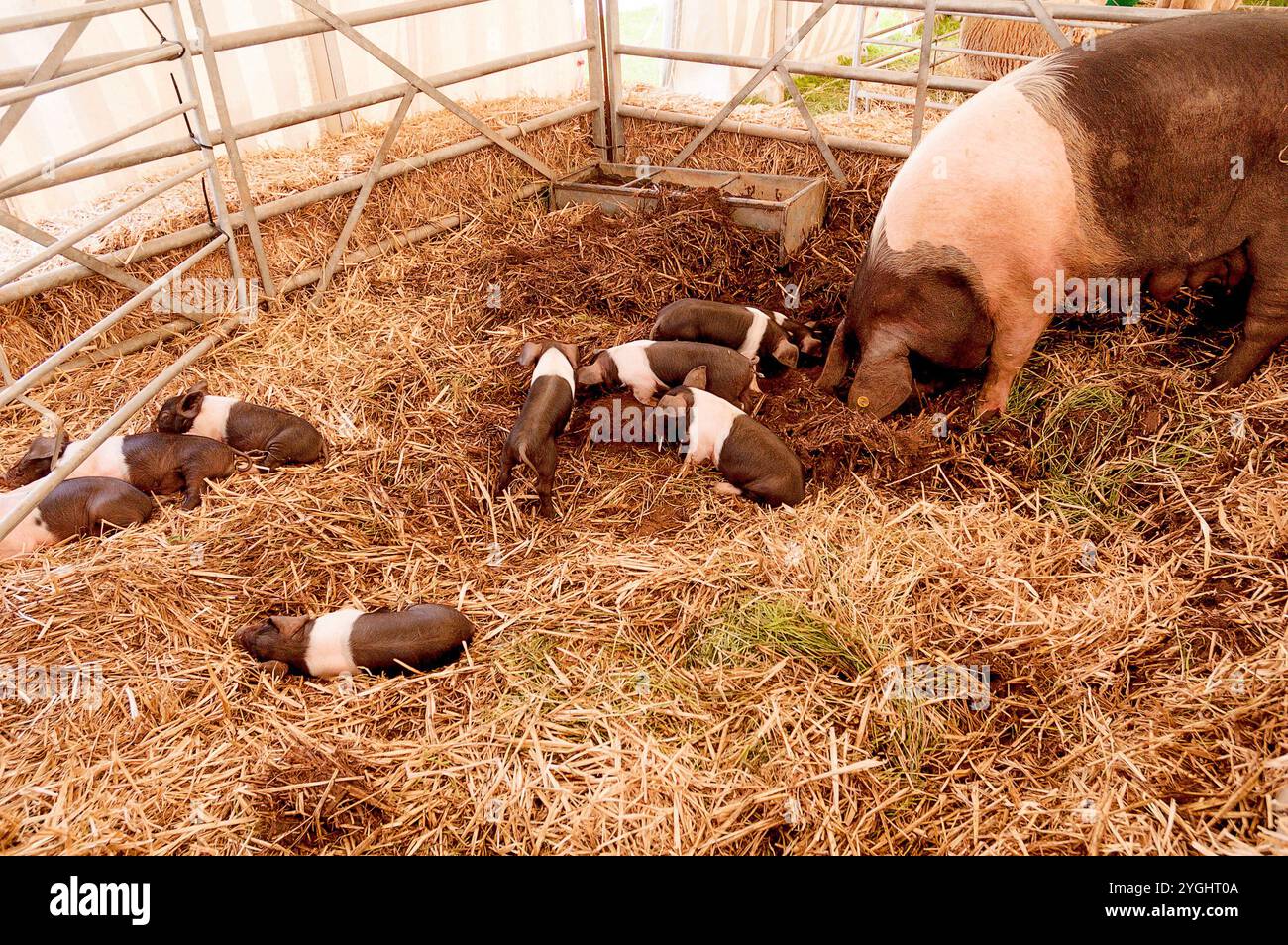 Yorkshire sow hi-res stock photography and images - Alamy