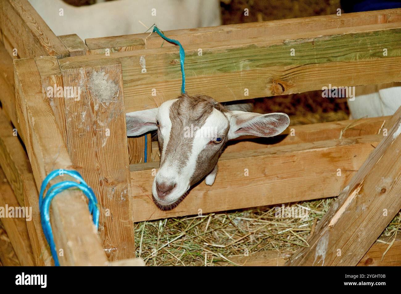 Sticks head through hi-res stock photography and images - Alamy