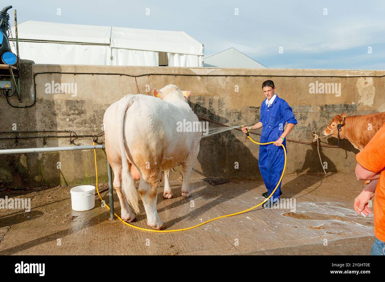 Cattle washing at the Great Yorkshire Show 2005 Stock Photo - Alamy
