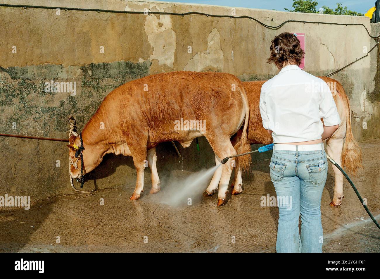 Cattle washing at the Great Yorkshire Show 2005 Stock Photo - Alamy