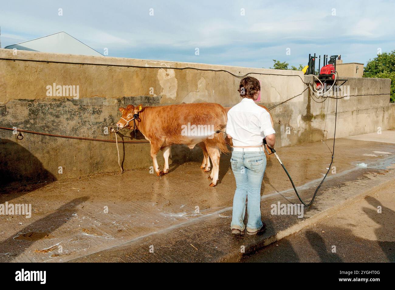 Cattle washing at the Great Yorkshire Show 2005 Stock Photo - Alamy
