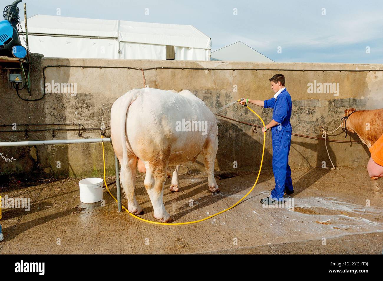 Cattle washing at the Great Yorkshire Show 2005 Stock Photo - Alamy