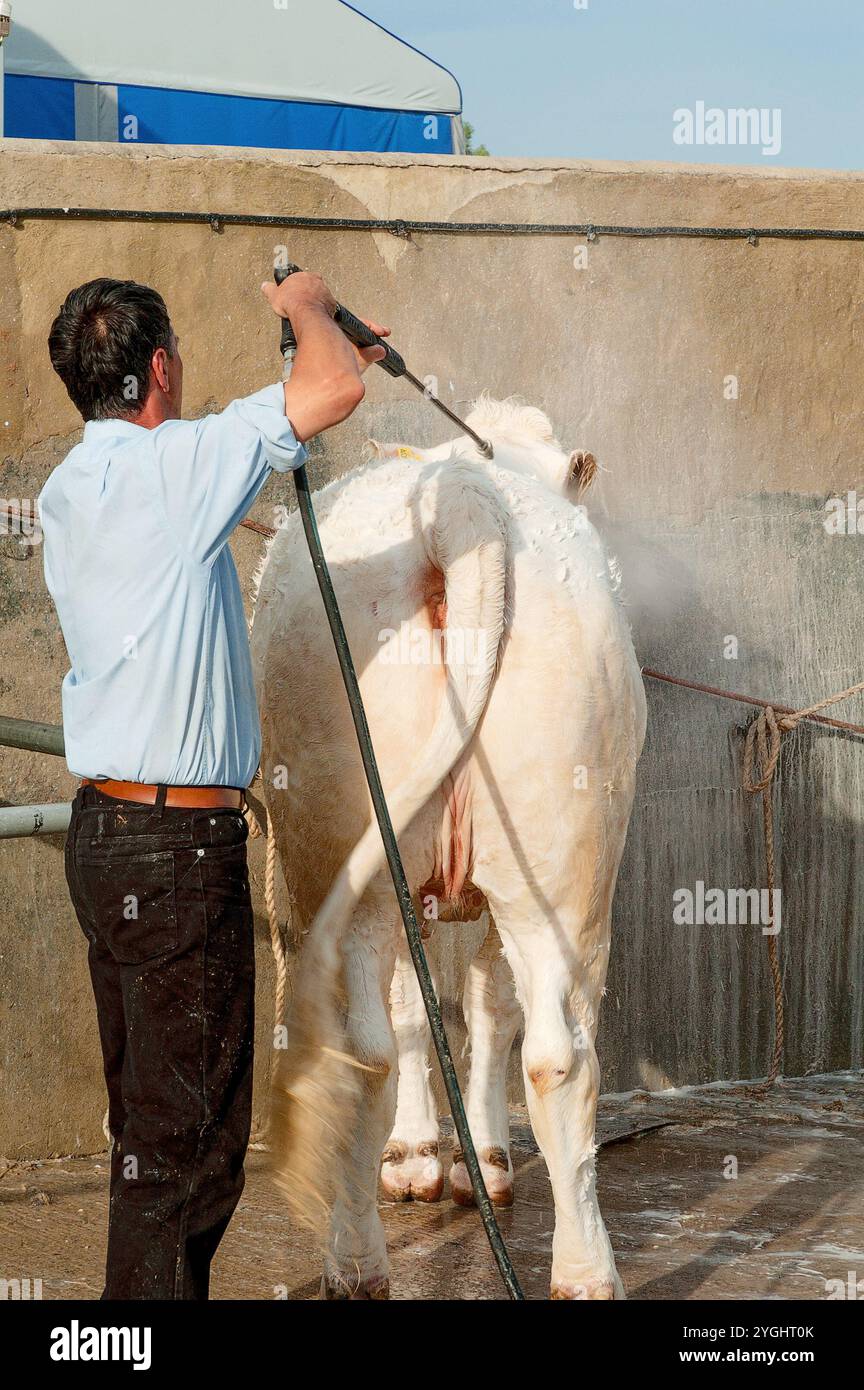 Cattle washing at the Great Yorkshire Show 2005 Stock Photo - Alamy