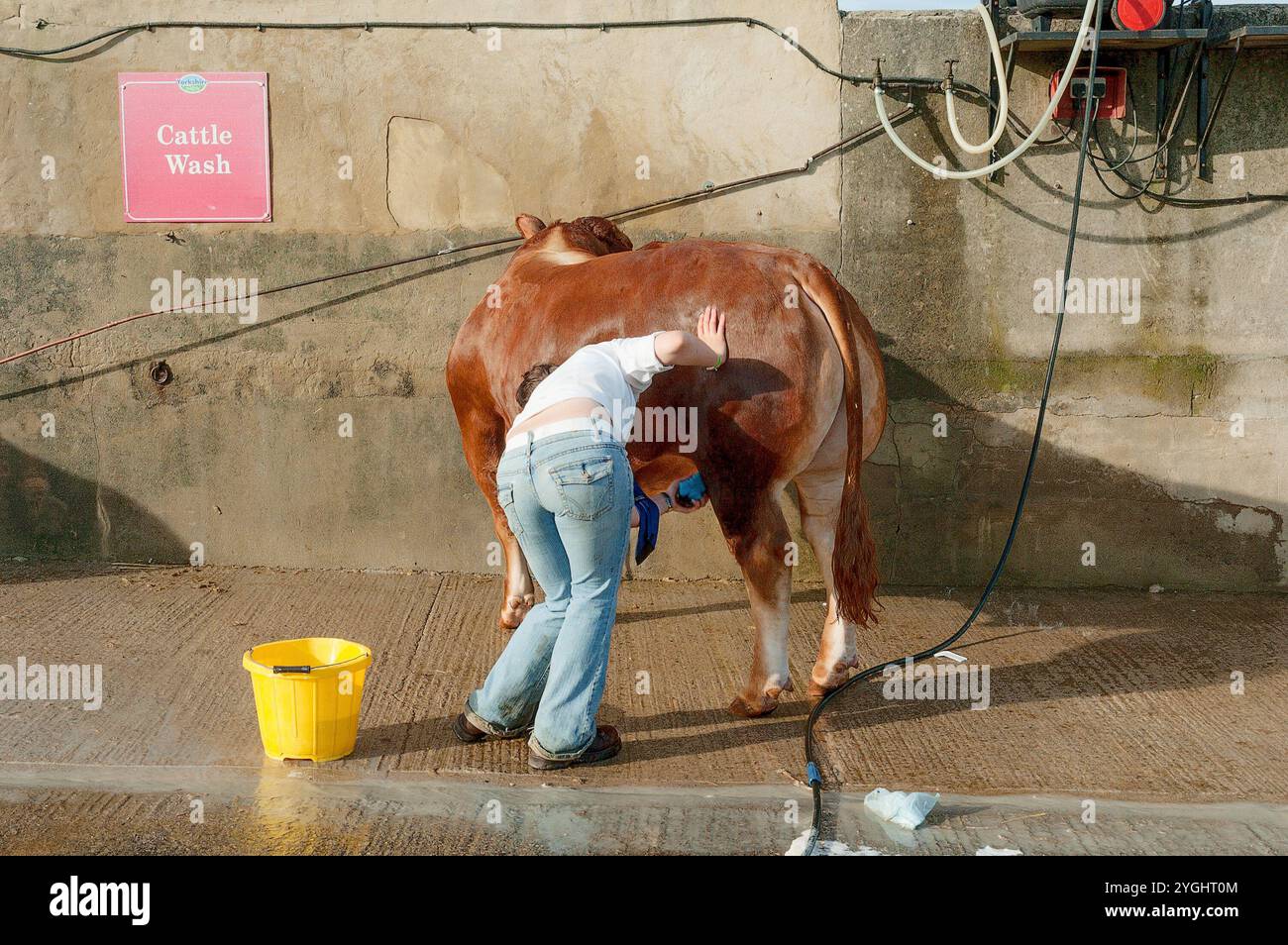 Cattle washing at the Great Yorkshire Show 2005 Stock Photo - Alamy