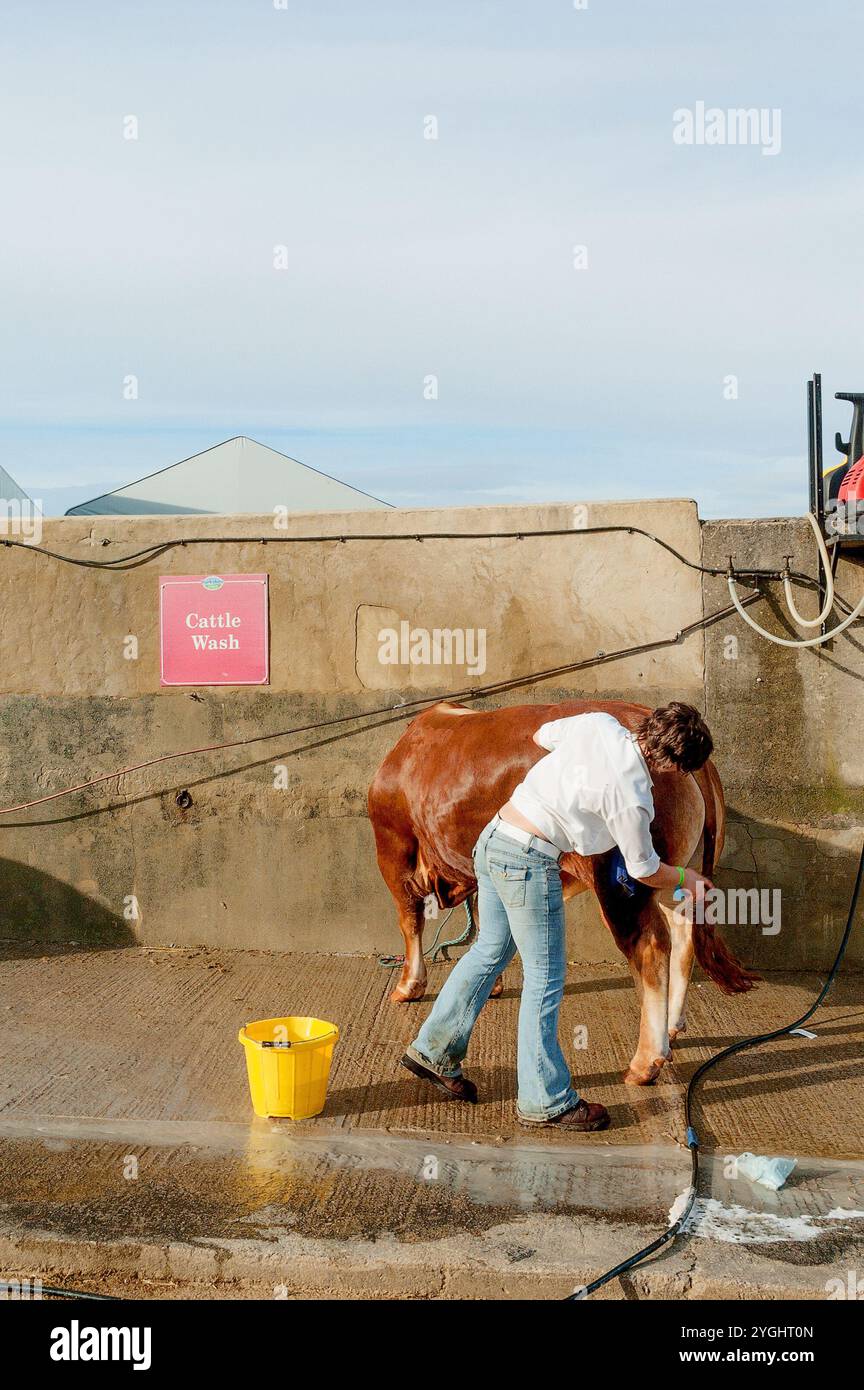 Cattle washing at the Great Yorkshire Show 2005 Stock Photo - Alamy