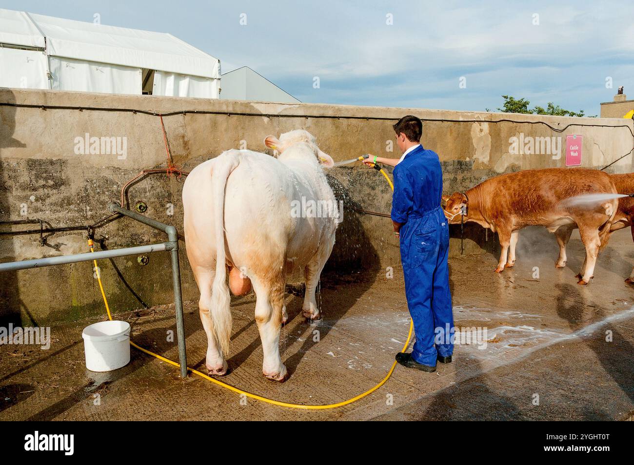 Cattle washing at the Great Yorkshire Show 2005 Stock Photo - Alamy