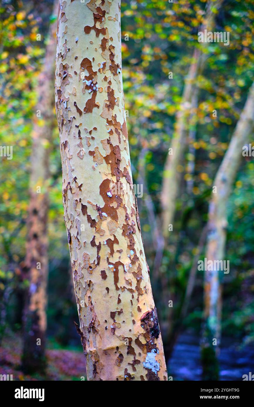 A close-up view of the trunk of a London plane tree (Platanus hispanica ...