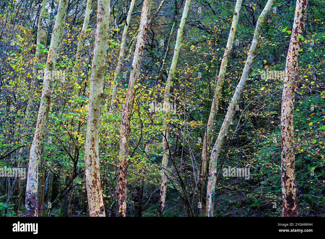 A scenic view of Platanus hispanica, or plane trees, in the Ucieda ...