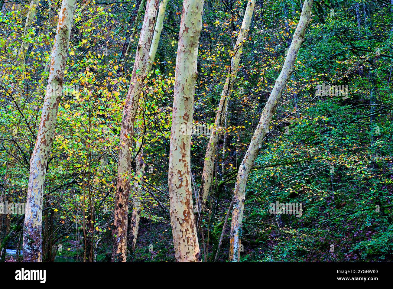 A scenic view of Platanus hispanica, or plane trees, in the Ucieda ...