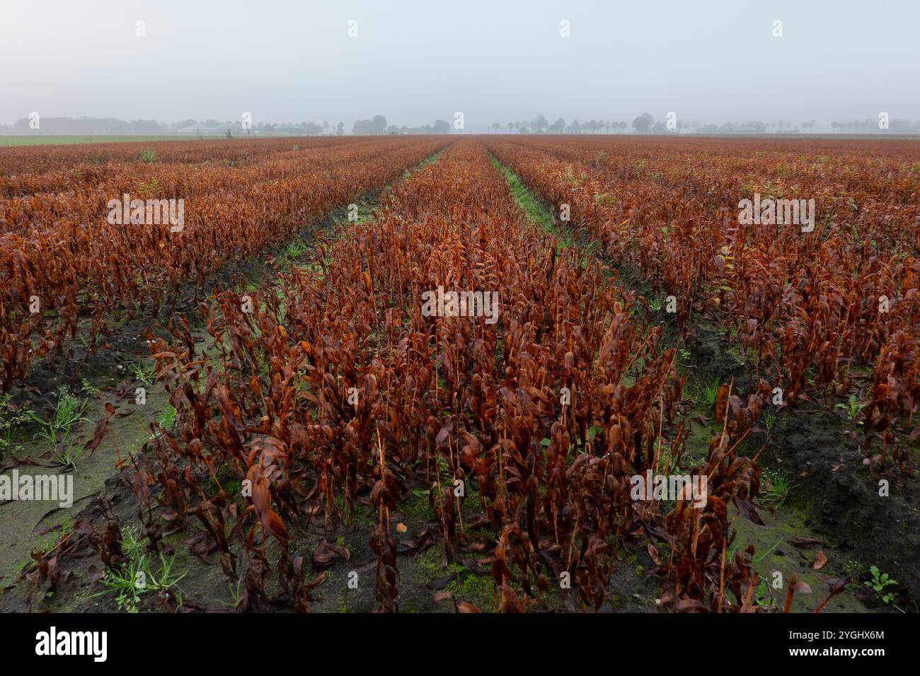 Withered farmland hi-res stock photography and images - Alamy