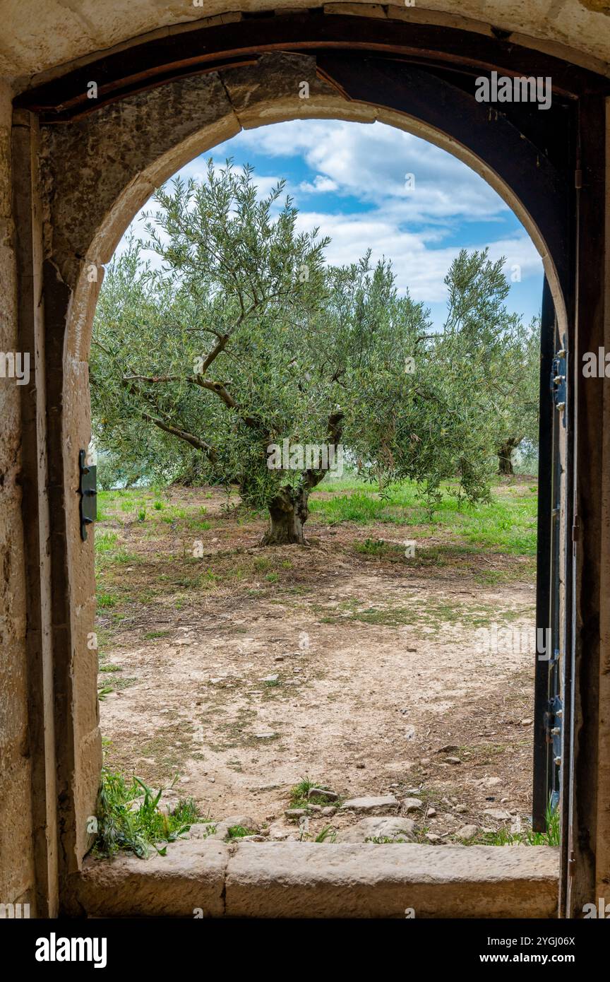 Open trees hi-res stock photography and images - Alamy