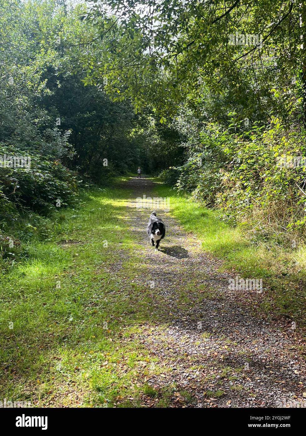 Run Dog run Stock Photo - Alamy
