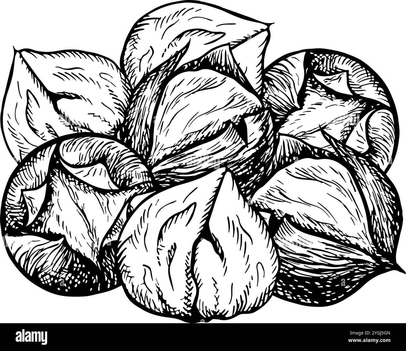 A handful of roasted chestnuts. Vector graphics depicting the fruits of ...