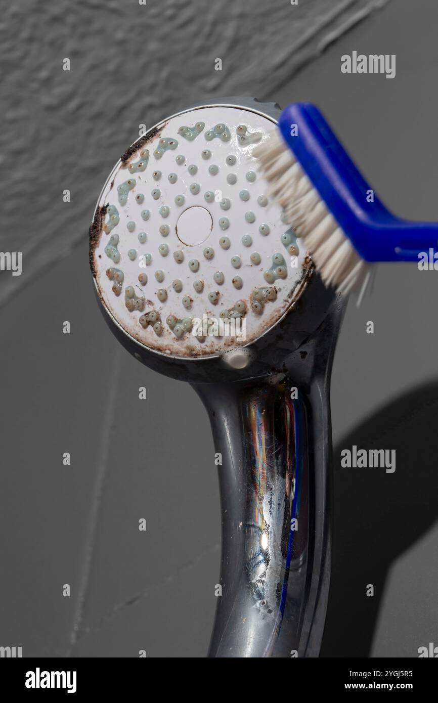 Cleaning shower head with scrubbing brush. Scrubbing lime scale and ...