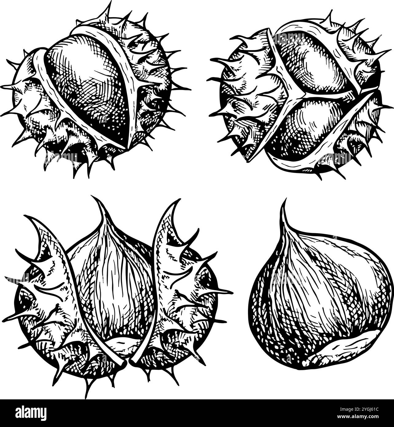 A set with chestnut fruits. Vector graphics depicting chestnut fruits ...