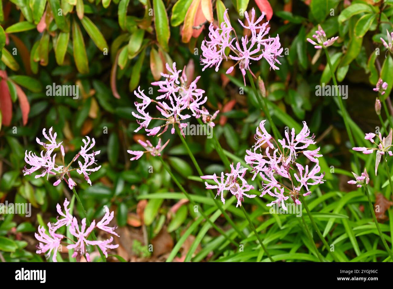 Delicate pale pink autumn flowers of NERINE MASONORUM in UK garden ...