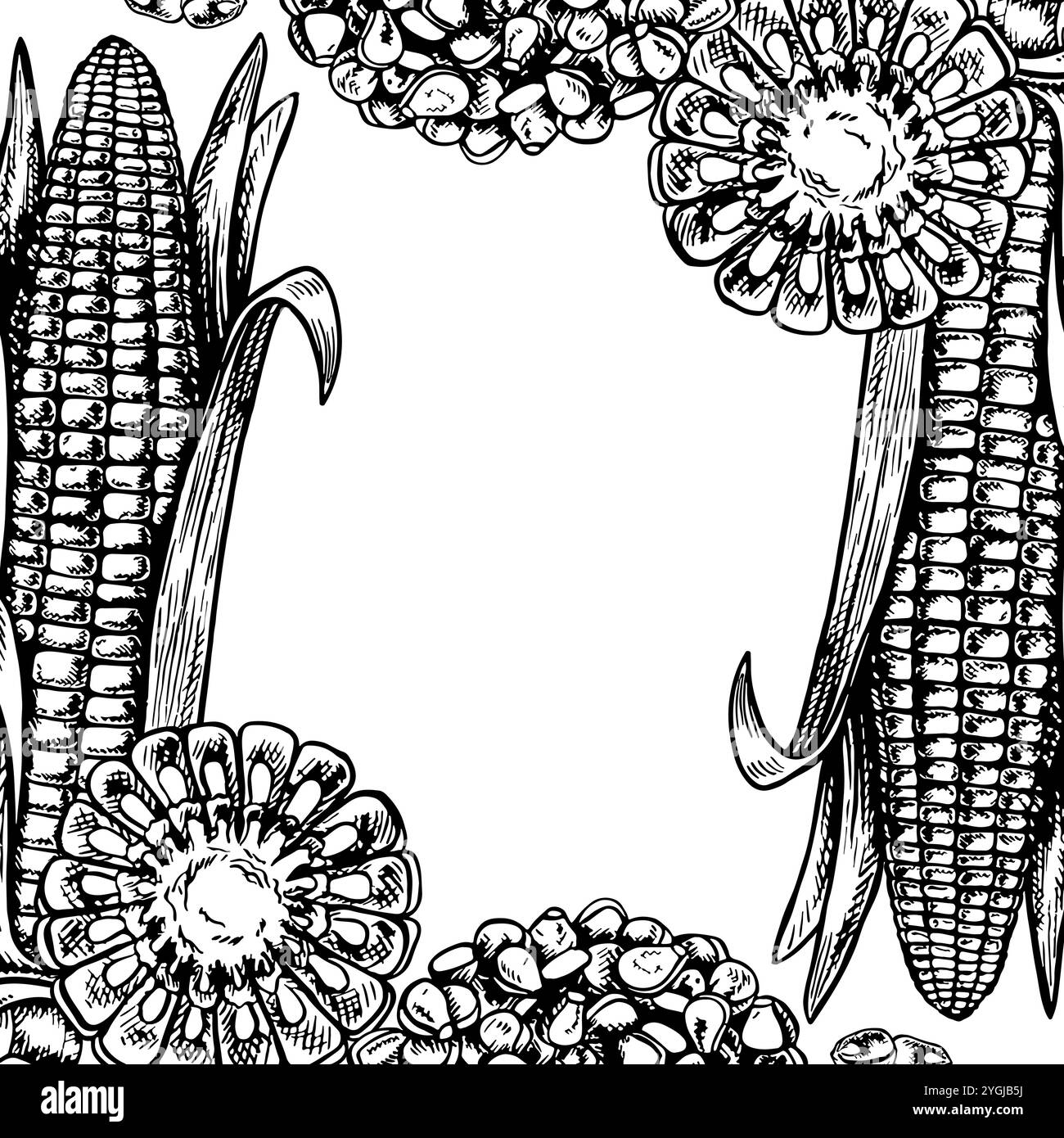 A frame with corn cobs, sliced and a handful of grains. Vector graphic ...