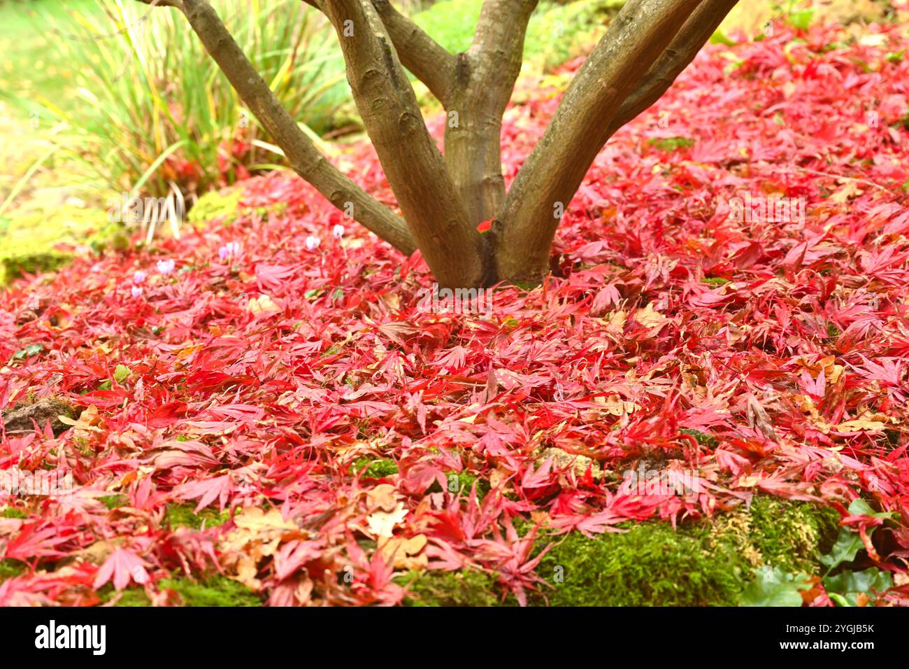 Red fallen autmn leaves of Japanese maple acer palmatum tree, gathered ...